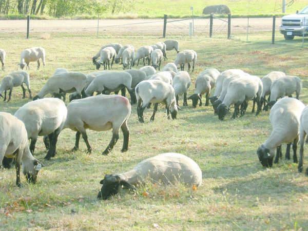 Symposium looks at ways to increase sheep numbers | News, Sports, Jobs ...